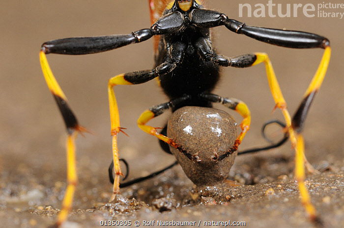 Mud Dauber Stinger Stinging Insects Guide: Types, Identification, And
