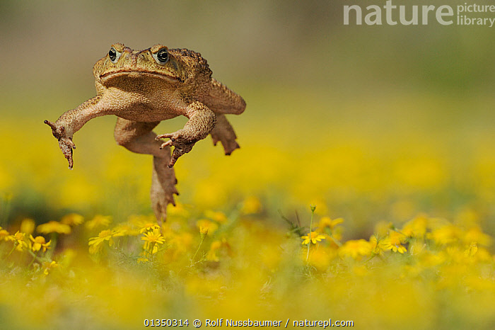 Stock photo of Cane Toad / Marine Toad / Giant Toad (Bufo marinus ...