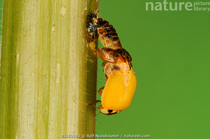 Yellow Beetle Pupa Multicolored Asian Lady Beetle In The Landscape