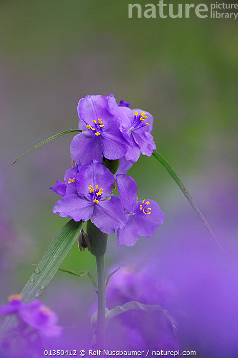 Stock photo of Prairie Spiderwort (Tradescantia occidentalis), blooming ...