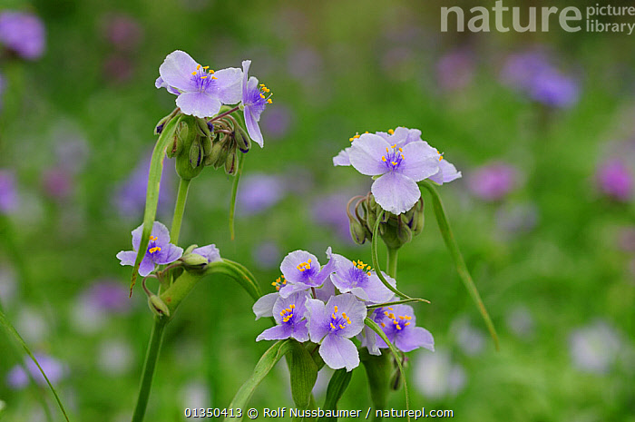 Stock photo of Prairie Spiderwort (Tradescantia occidentalis), blooming ...