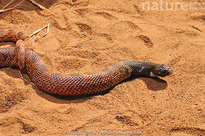 Stock photo of Shield-nose Snake (Aspidelaps scutatus), adult male ...