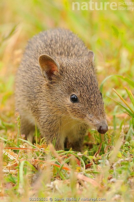 Stock photo of Southern Brown Bandicoot (Isoodon obesulus). Tasmania ...