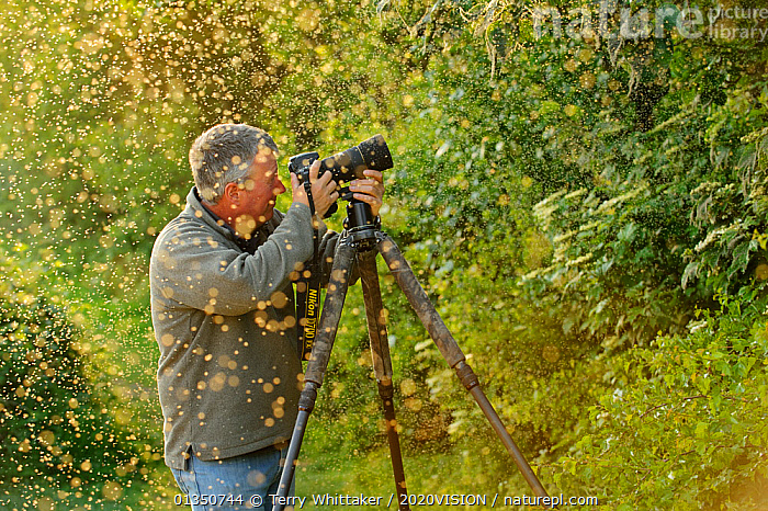 Stock photo of Terry Whittaker photographing swarm of Greenfly (winged ...