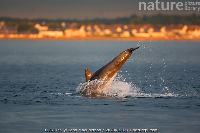 Stock photo of Bottlenose dolphin (Tursiops truncatus) breaching in ...