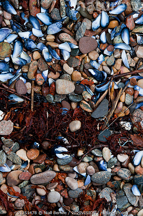 Stock photo of Mussel shells, stones and seaweed on shoreline, Assynt ...