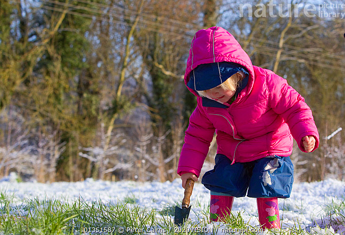 Stock photo of Young child with trowel helping to plant native woodland ...
