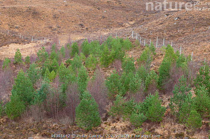 Stock photo of Regenerating Scots pine saplings (Pinus sylvestris) in ...
