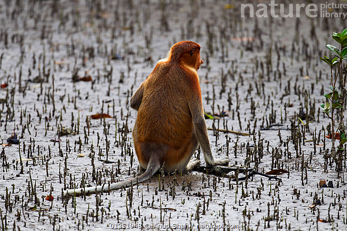Stock photo of Rear view of Proboscis monkey (Nasalis larvatus) sitting ...