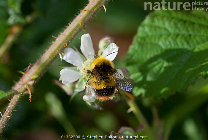 Stock photo of Early Bumblebee (Bombus pratorum) visiting blackberry ...