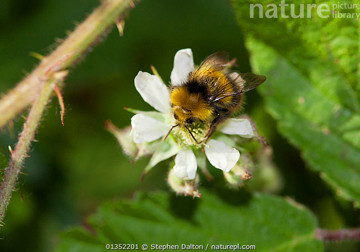 Stock photo of Early Bumblebee (Bombus pratorum) on blackberry flower ...