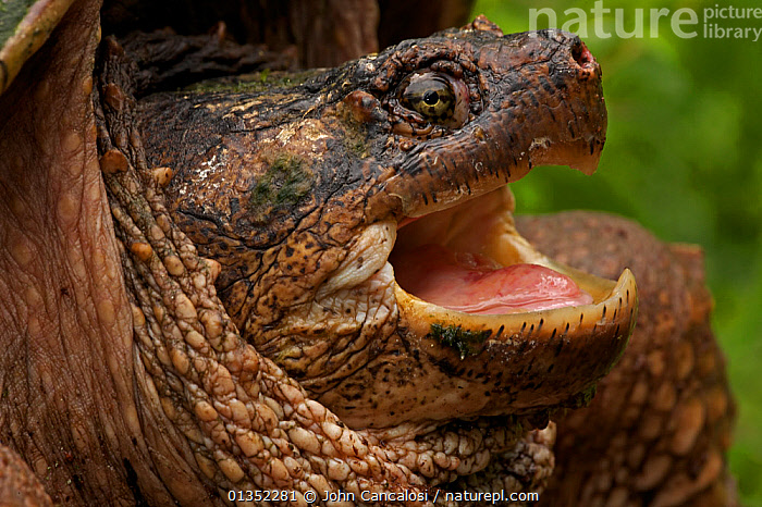 Stock photo of Portrait of a male Snapping Turtle (Chelydra serpentina ...