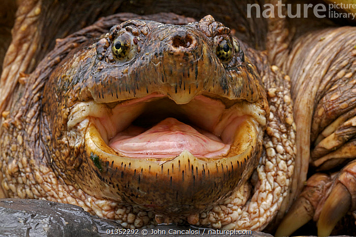 Male Snapping Turtle GregsTurtleHaven | Male And Female Suwannee