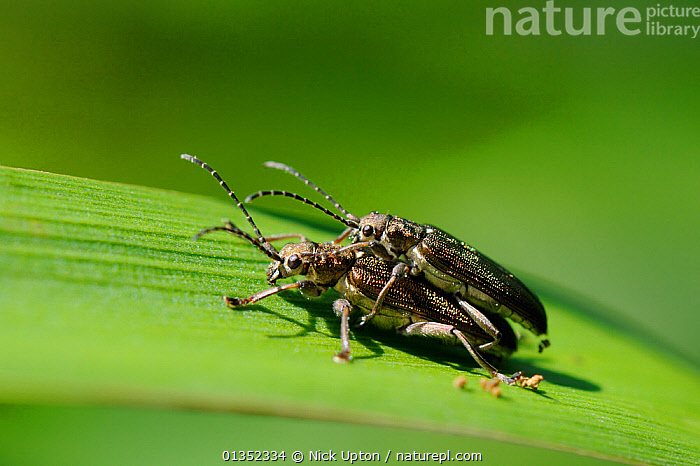 Stock photo of Reed Beetle (Donacia simplex) pair mating on reed ...