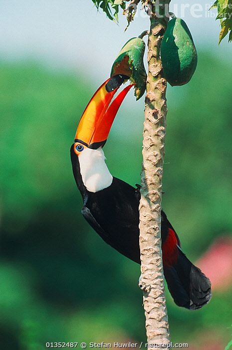 Stock photo of Toco Toucan (Ramphastos toco) feeding on mango. Pantanal ...