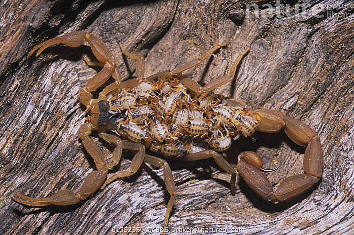Stock photo of Striped Bark Scorpion (Centruroides vittatus) adult with ...