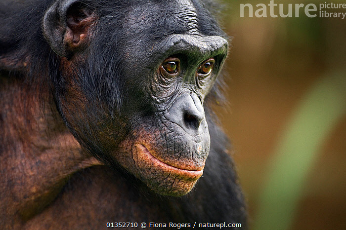 Stock photo of Bonobo (Pan paniscus) mature male 'Manono' aged 17 years ...