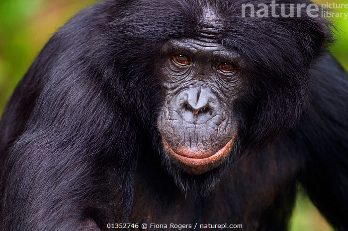 Stock photo of Bonobo (Pan paniscus) mature male 'Max' aged 27 years ...