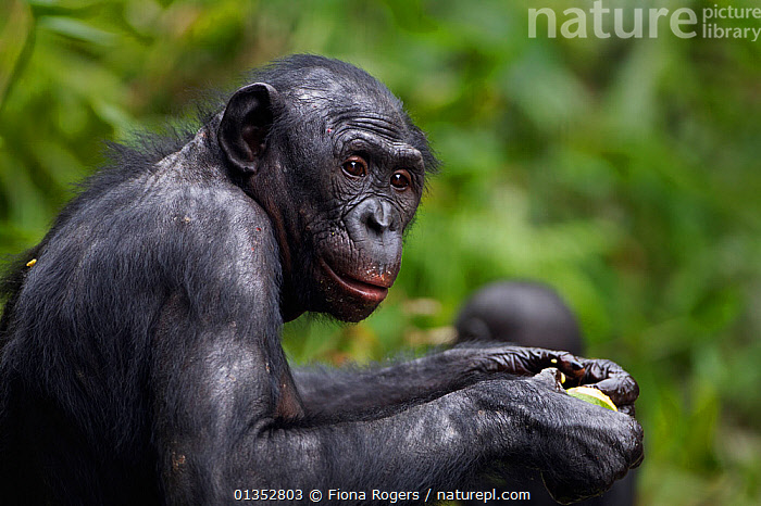 Stock photo of Bonobo (Pan paniscus) female sitting portrait, Lola Ya ...