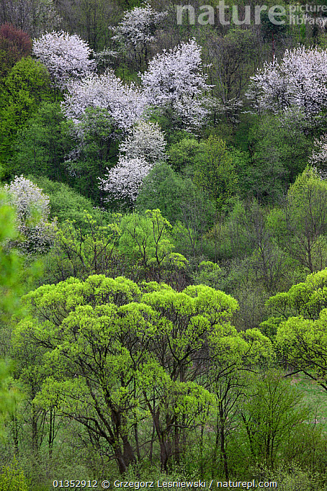 Stock photo of Riparian forest with Crack Willow (Salix fragilis ...