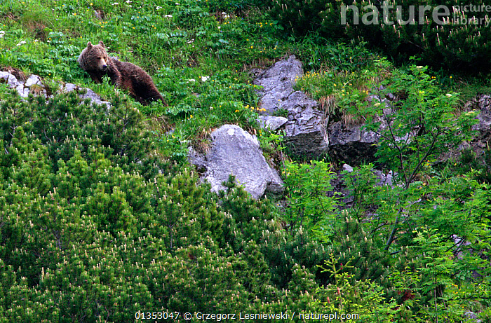 Stock photo of Brown Bear (Ursus arctos) navigating steep slope. Tatra ...
