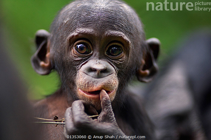Stock photo of Bonobo (Pan paniscus) baby aged 9-12 months, portrait ...