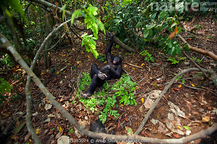 Stock photo of Bonobo (Pan paniscus) looking down on mature male 'Tembo ...