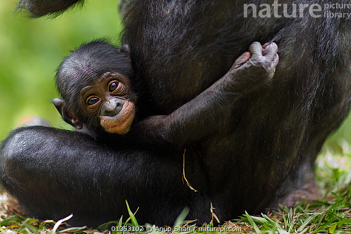 Stock photo of Bonobo (Pan paniscus) female baby aged 3 months sitting ...