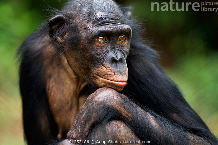 Stock photo of Bonobo (Pan paniscus) female 'Sankuru' looking ...