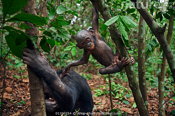 Stock photo of Bonobo (Pan paniscus) male baby 'Bomango' aged 10 months ...