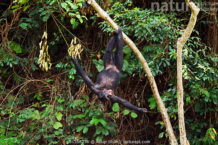 Stock photo of Bonobo (Pan paniscus) female 'Opala' swinging from a ...