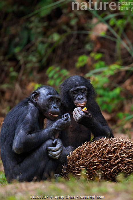 Stock photo of Bonobos (Pan paniscus) feeding on palm nuts, Lola Ya ...