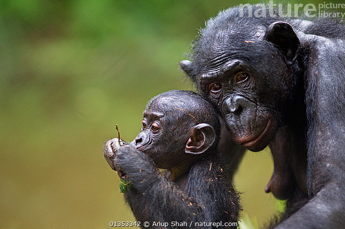 Bonobo For Sale