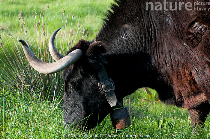 Stock photo of Camargue cattle, bull grazing with bell round its neck ...