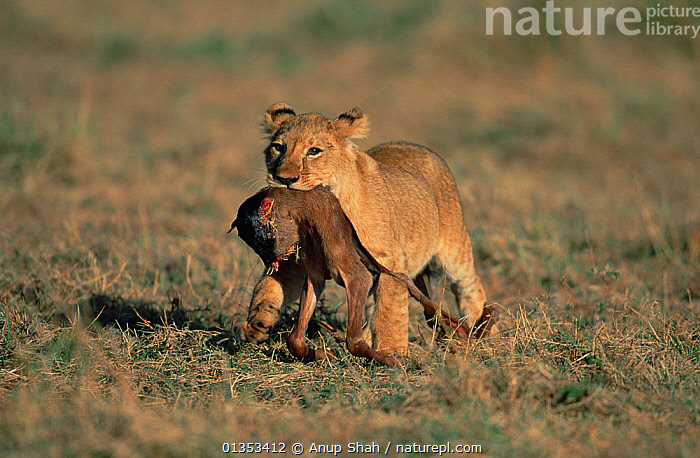 Stock photo of Young African lion cub (Panthera leo) carrying dead ...