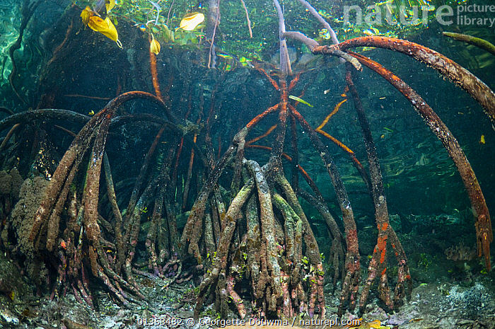 Stock photo of Mangrove roots (Rhizophora sp.) on edge of coral reef. Raja Ampat…. Available for ...