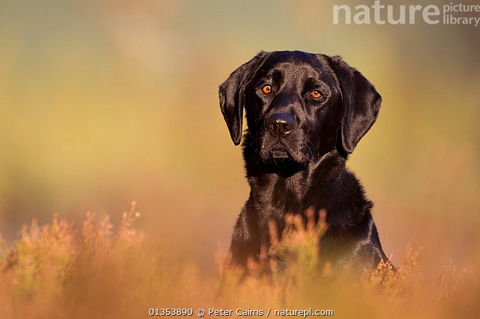 Stock photo of Black Labrador on moorland, Portrait, Scotland, UK ...