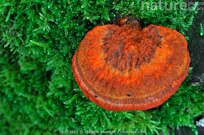Stock photo of Cinnabar Red Polypore (Pycnoporus cinnabarinus ...
