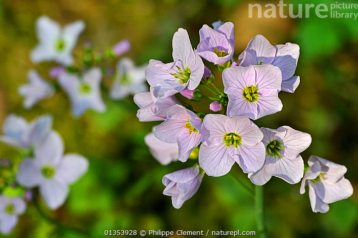 Stock photo of Cuckoo Flower / Lady's Smock (Cardamine pratensis ...