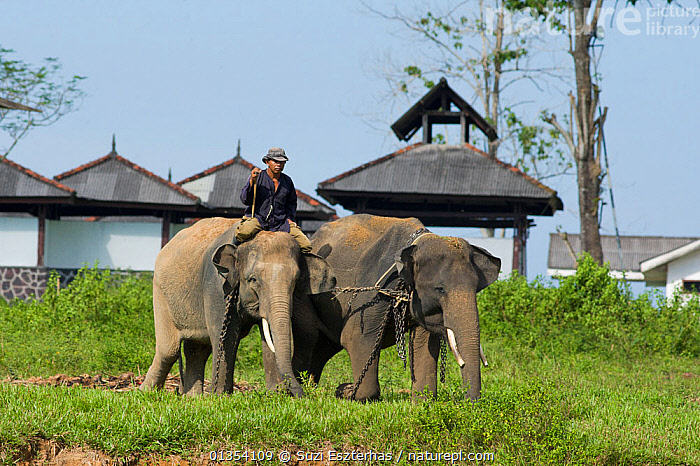 Stock photo of Sumatran forest elephant (Elephas maximus sumatranus ...