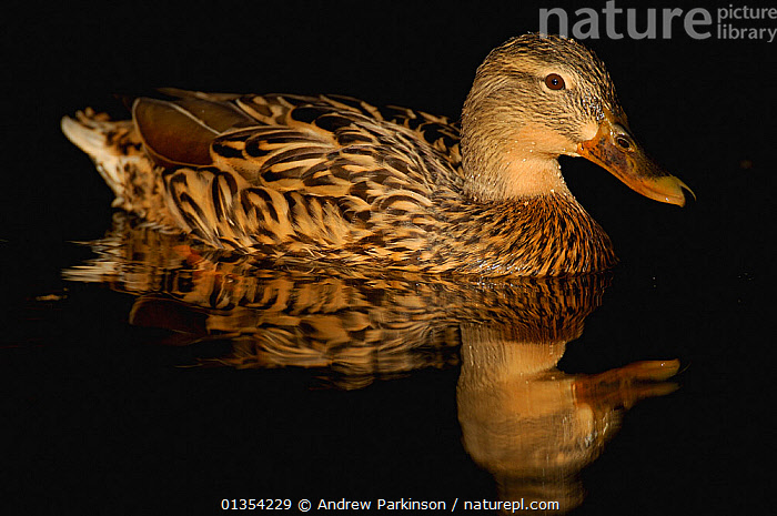Stock photo of Mallard (Anas platyrhynchos) female duck profile lit by ...