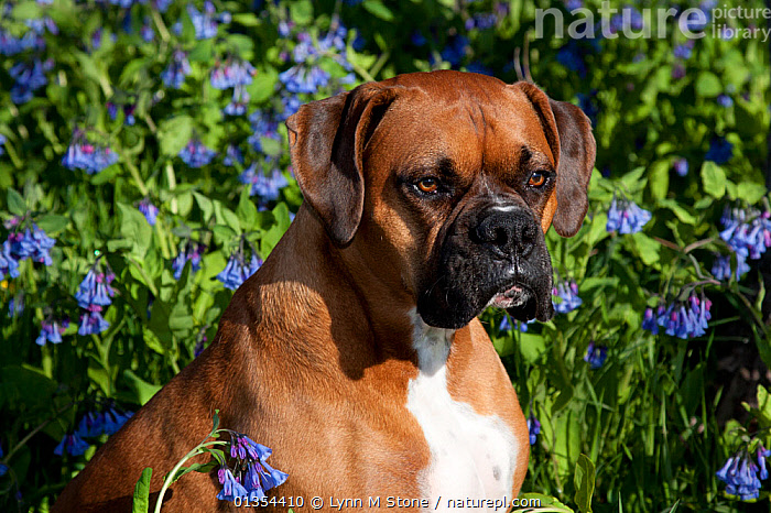Stock photo of Portrait of male Boxer with natural ears, sitting in ...