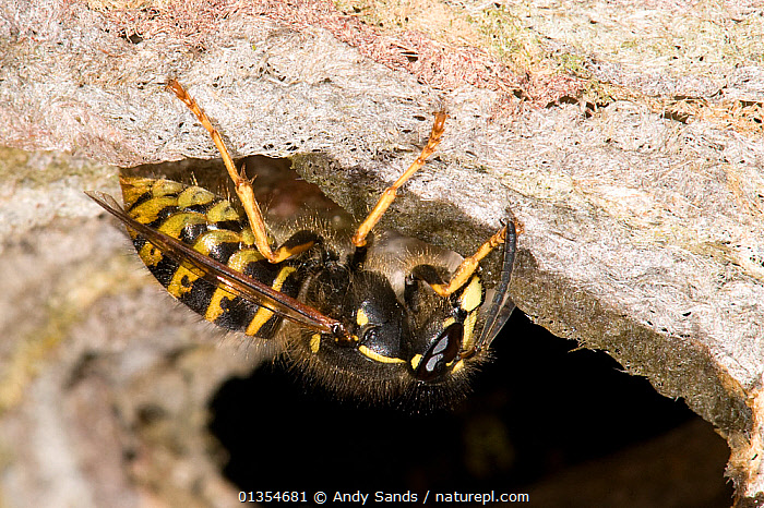 Vespula Vulgaris