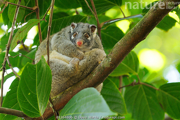 Stock photo of Green ringtail possum (Pseudocheirus archeri) female ...