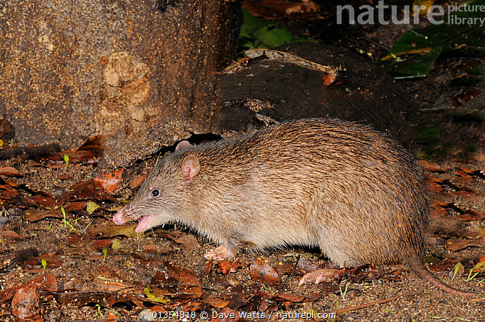 Stock photo of Northern brown bandicoot (Isoodon macrourus) feeding on ...
