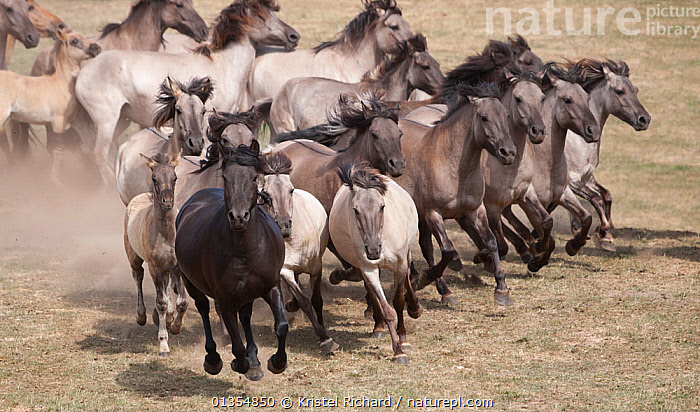 Stock photo of Wild / feral Dulmen ponies (Equus caballus) herd of ...