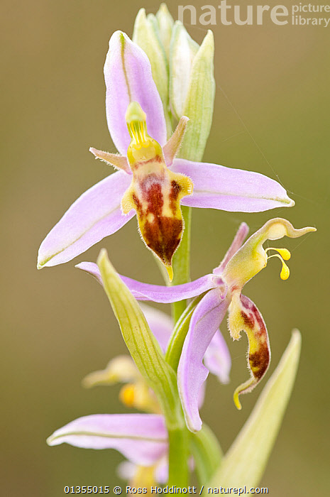 Stock photo of Bee/wasp Orchid (Ophrys apifera) variant Trollii flower ...