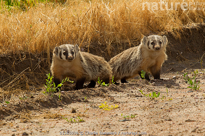Stock photo of Two American Badgers (Taxidea taxus), mother on the left ...