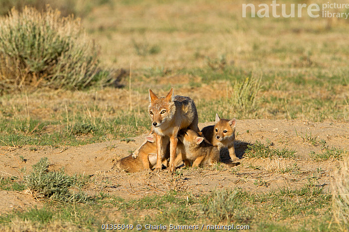 Stock photo of Swift Fox (Vulpes velox) vixen standing so her cubs can ...