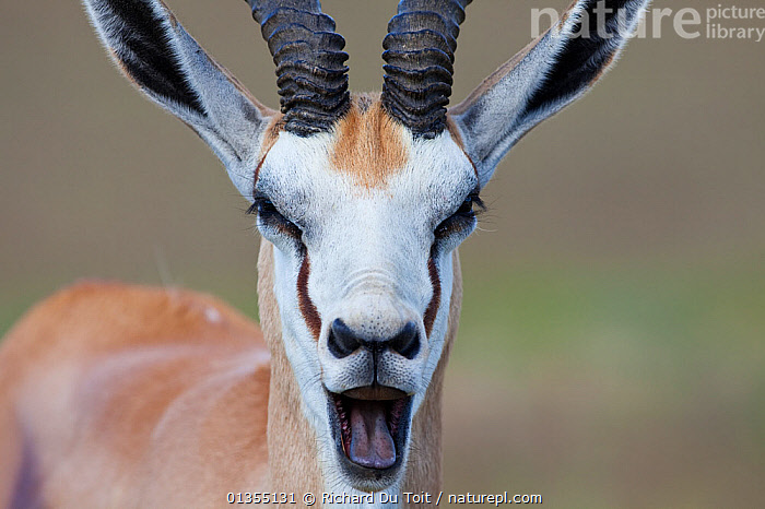 Stock photo of Springbok ram calling (Antidorcas marsupialis) Kalahari ...